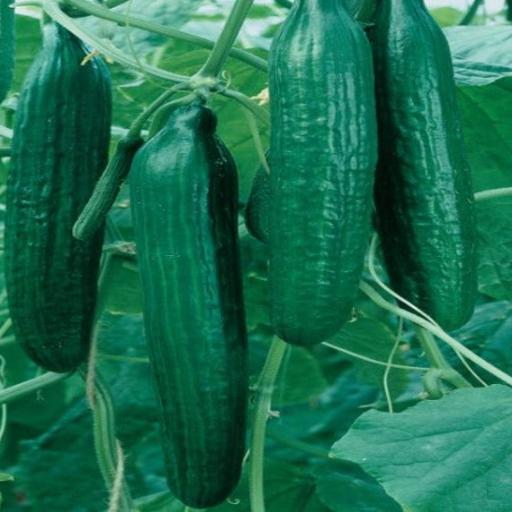 Cucumber Seeds – Tendergreen Burpless – Sow Me Seeds