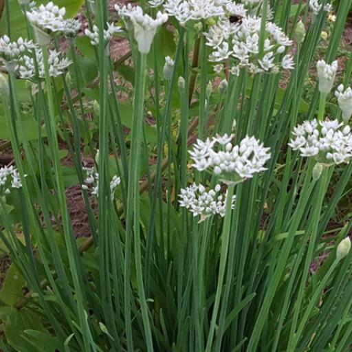 Garlic Chives – Heirloom Culinary Herb Garden Seeds – Sow Me Seeds