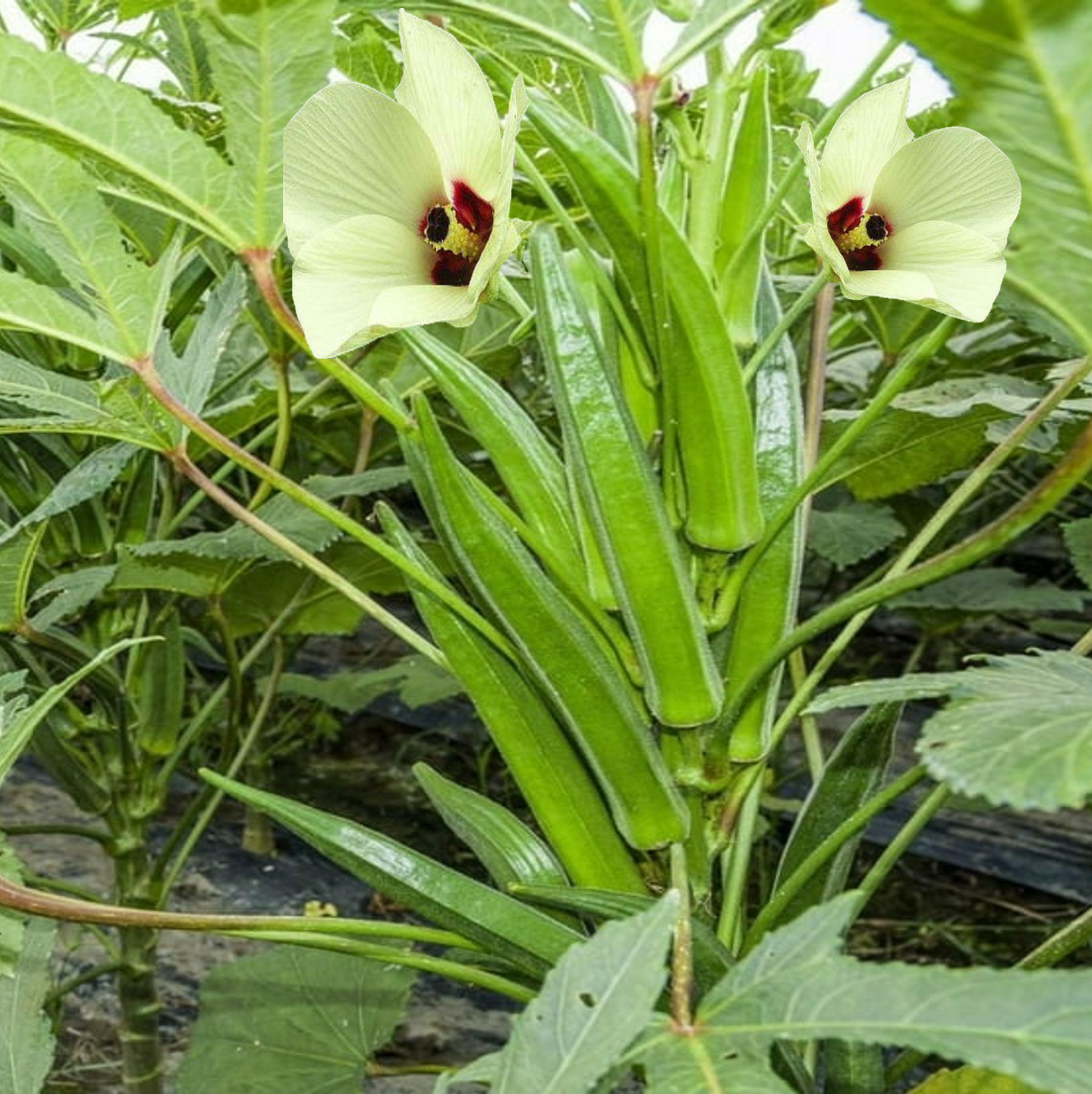 Okra Seeds – Clemson Spineless 80 – Sow Me Seeds