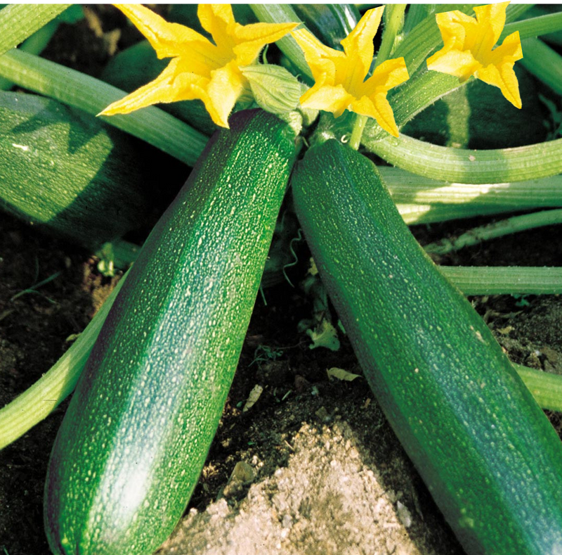 Heirloom Garden Seeds – Open-Pollinated, Non-GMO Vegetable Seeds – Sow ...